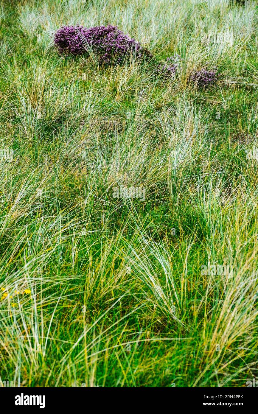 Grass cover in the dune landscape of Terschelling, Netherlands Stock ...