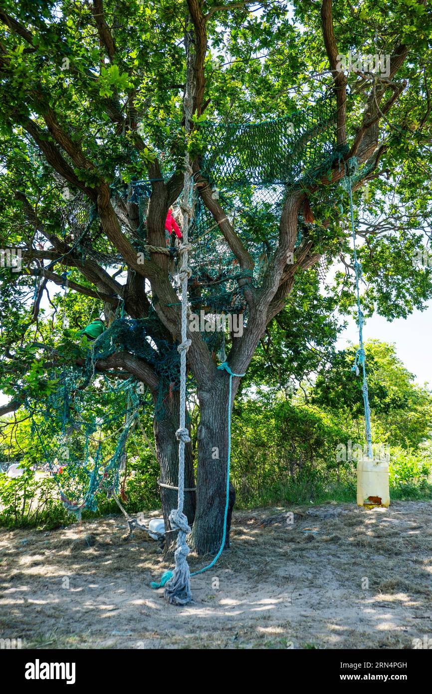 Tree with ropes to climb and swing, Terschelling, Netherlands Stock ...