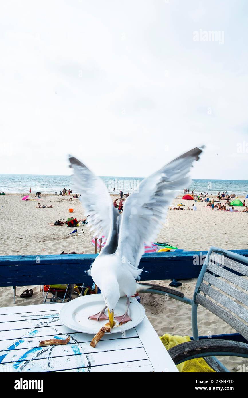 A seagull steals food from the plate of a beach restaurant by the sea ...