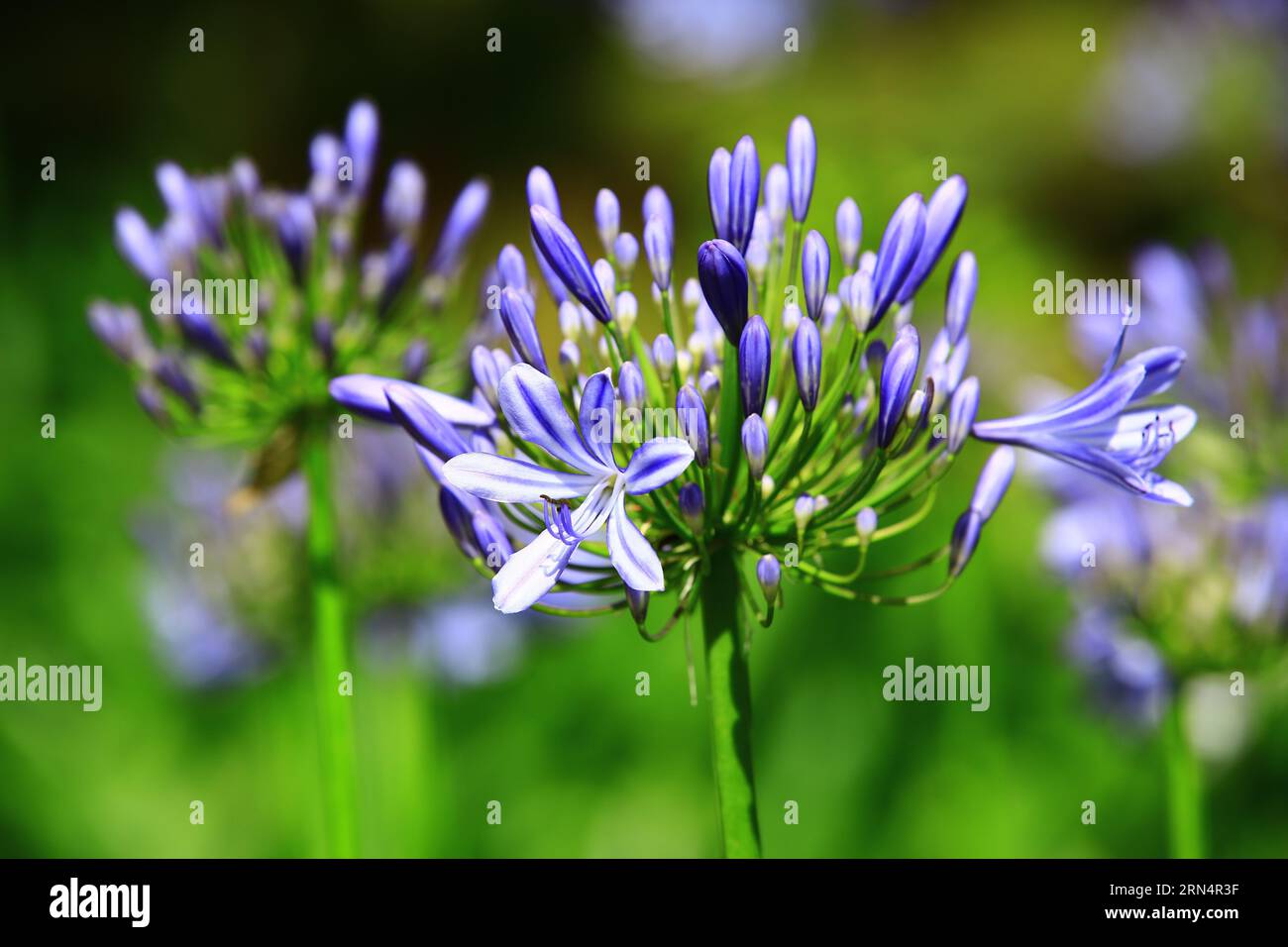 blooming Lily of the Nile or African Lily flowers,close-up of lily ...