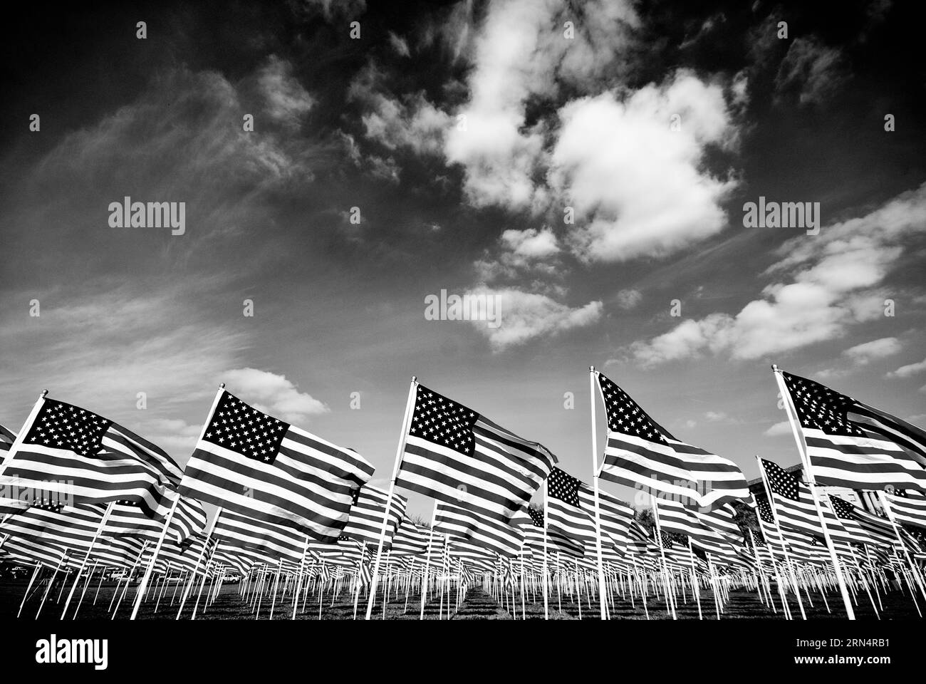 American flags near the Washington Monument, Washington, D.C. Black and ...