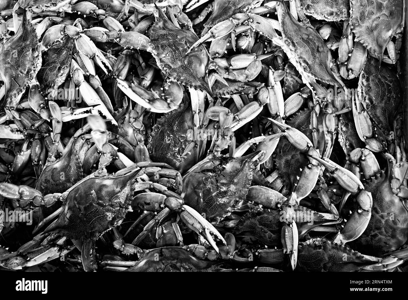 Crustaceans claws Black and White Stock Photos & Images - Alamy
