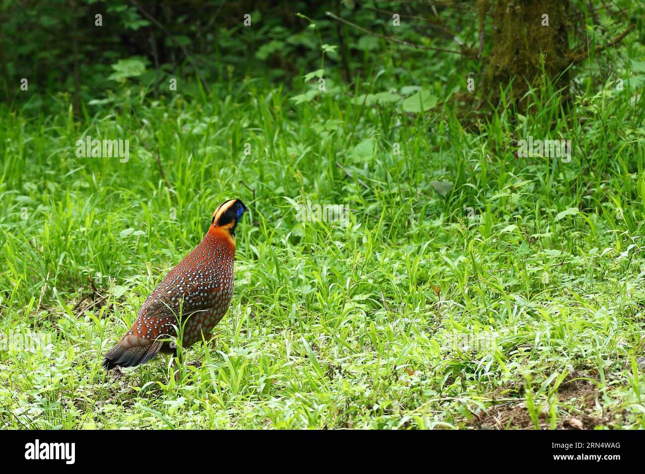 Iucn red list least concern species hi-res stock photography and images ...