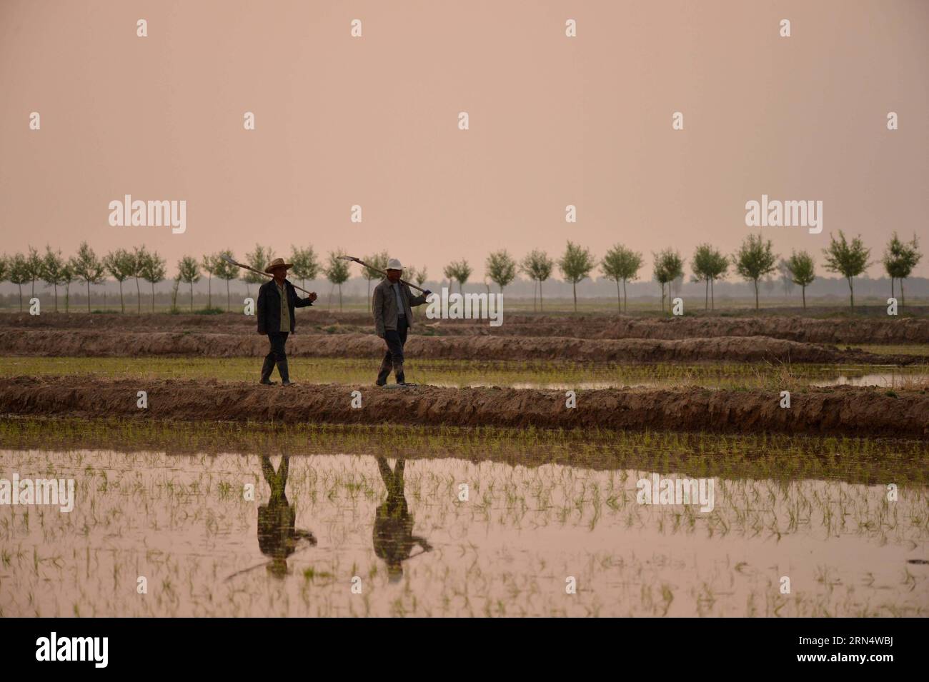 Saline soil farming hi-res stock photography and images - Alamy