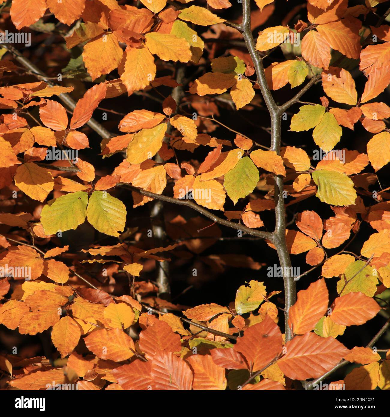 Detail of a beech hi-res stock photography and images - Alamy