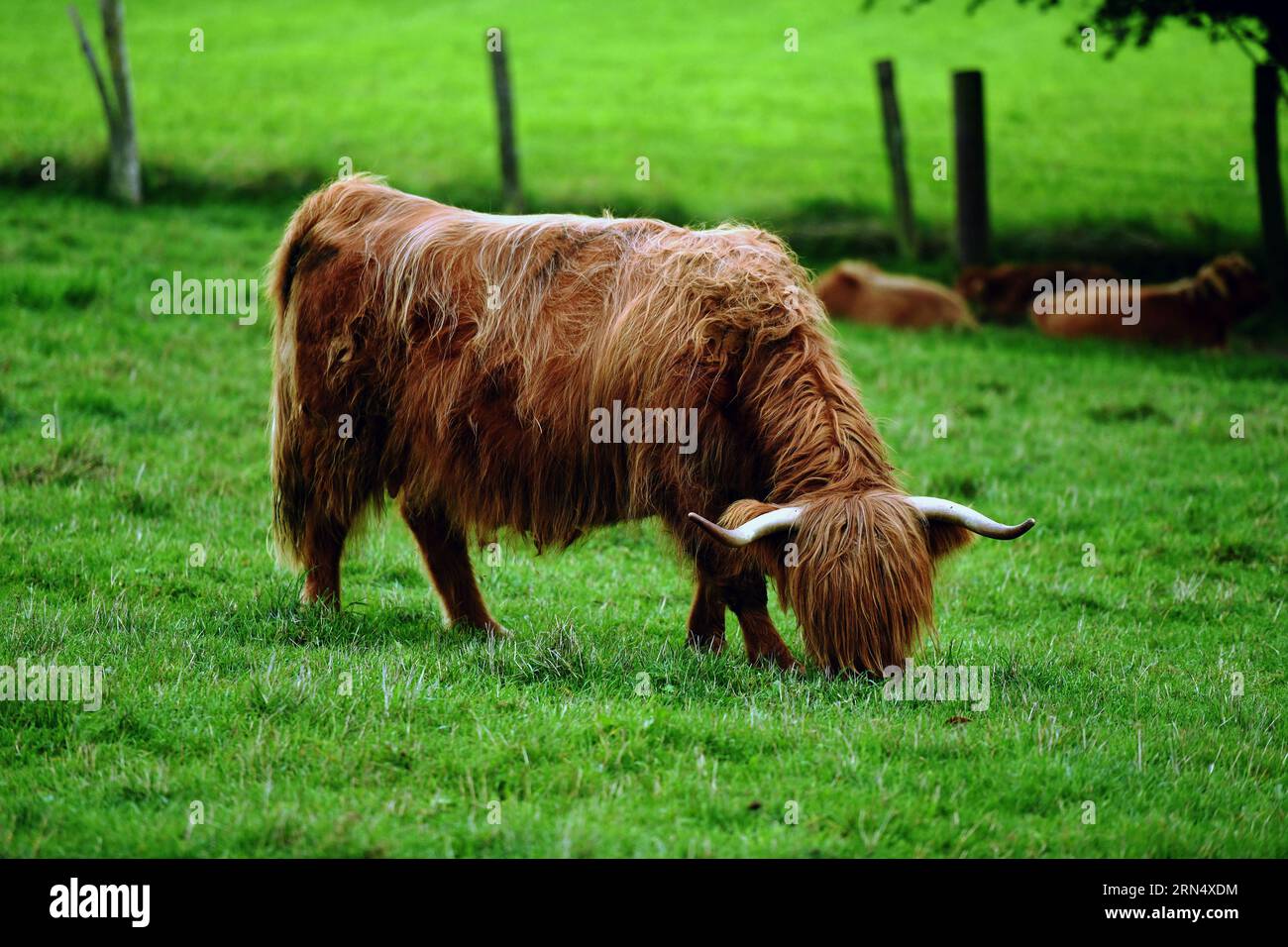 The breed originates from the northwest of Scotland and from the ...