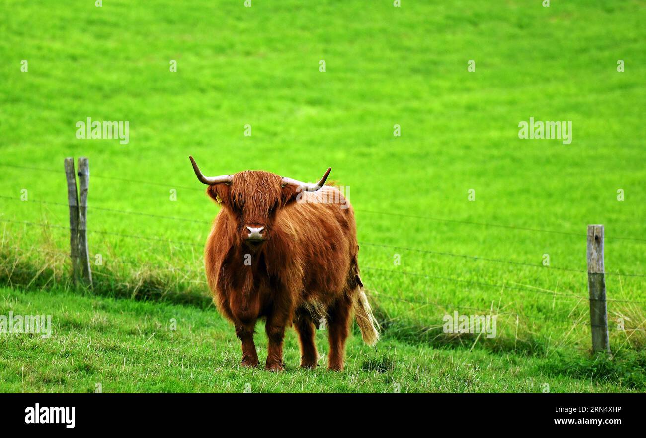 Highland cattel hi-res stock photography and images - Alamy