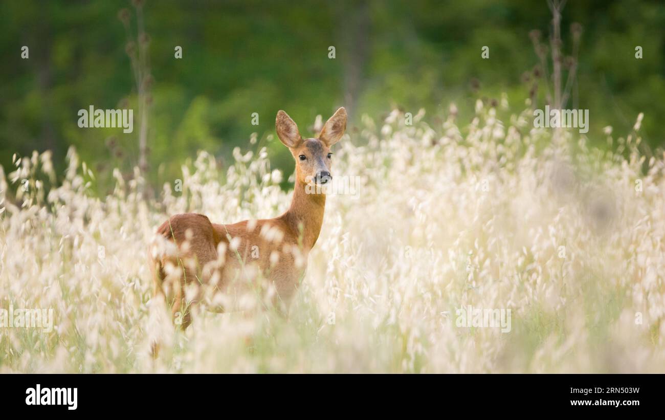 Graceful Roe Deer Amid Fallow Field - A Natural Encounter Stock Photo ...