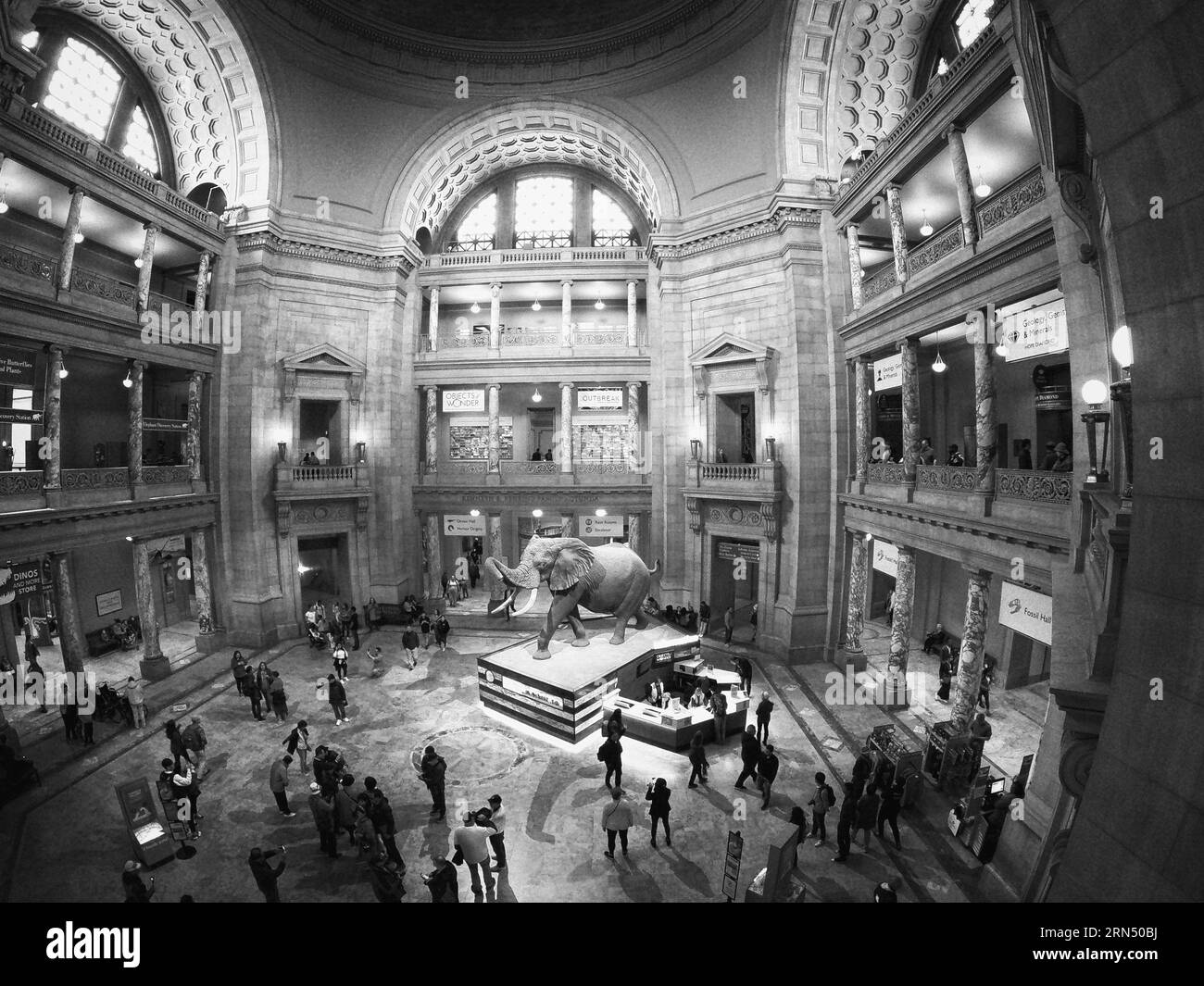 Elephant statue, National Museum of Natural History, Washington, D.C ...