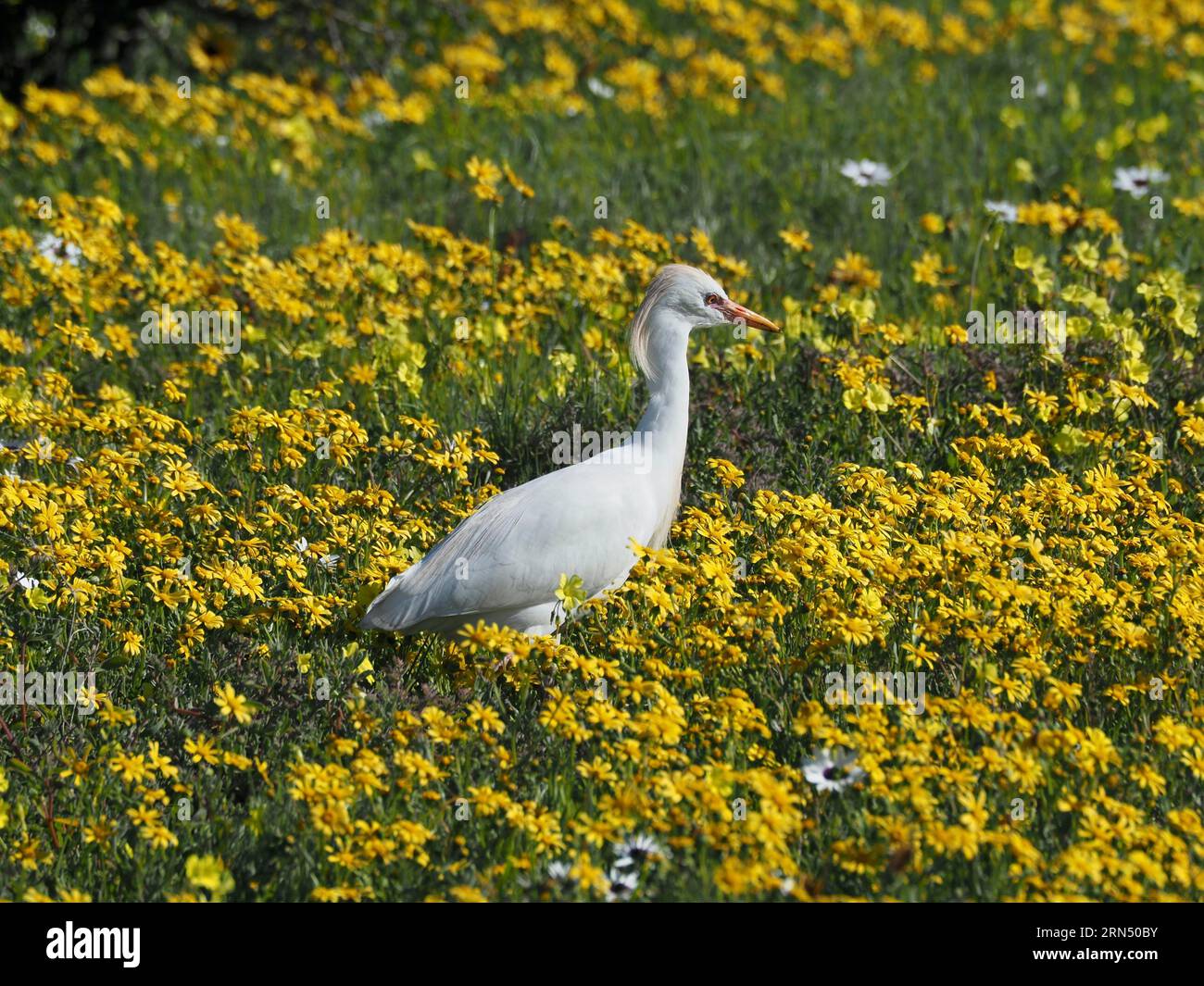 Yellow-billed egret (Mesophoyx intermedia) in the West Coast National ...