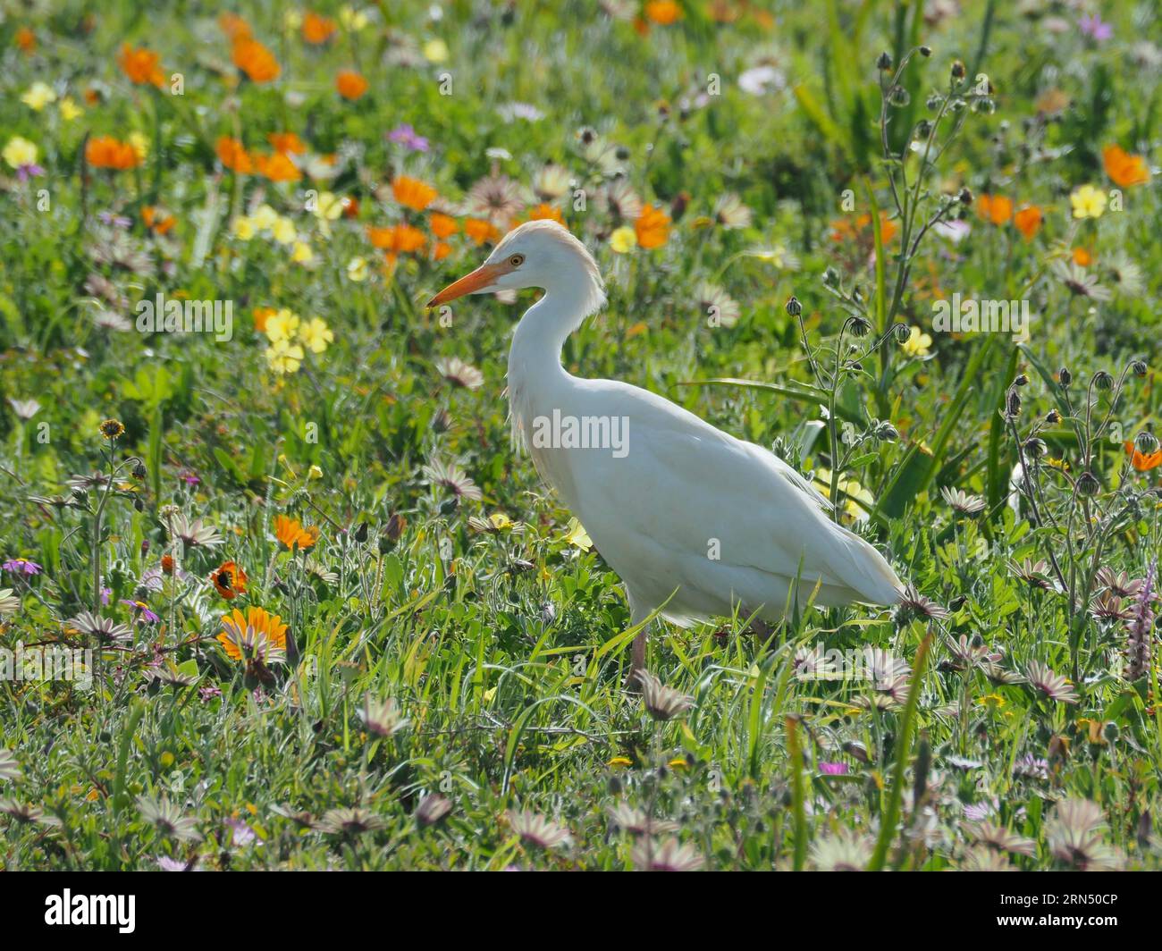 Yellow-billed egret (Mesophoyx intermedia) in the West Coast National ...