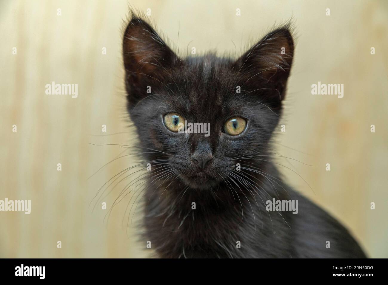 Portrait, nine-week-old black kitten, Germany Stock Photo - Alamy