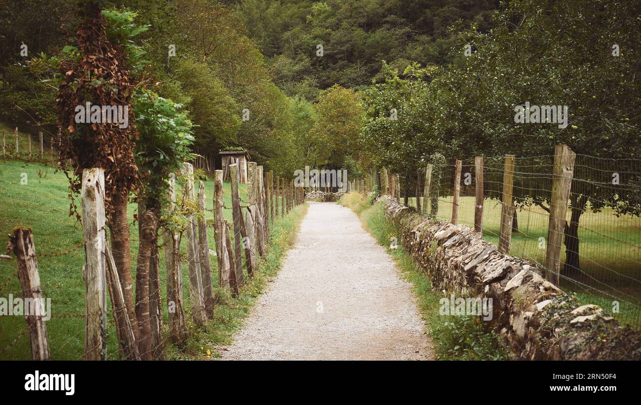 A scenic country road lined with tall trees and surrounded by large ...