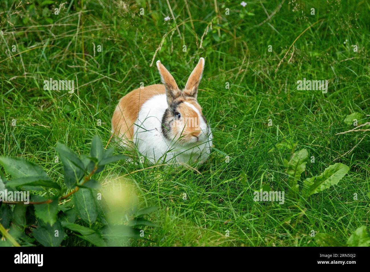 Dutch grass hi-res stock photography and images - Alamy