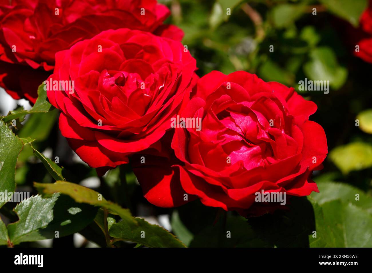 Red Roses, Closeup, Flowers, Germany Stock Photo - Alamy