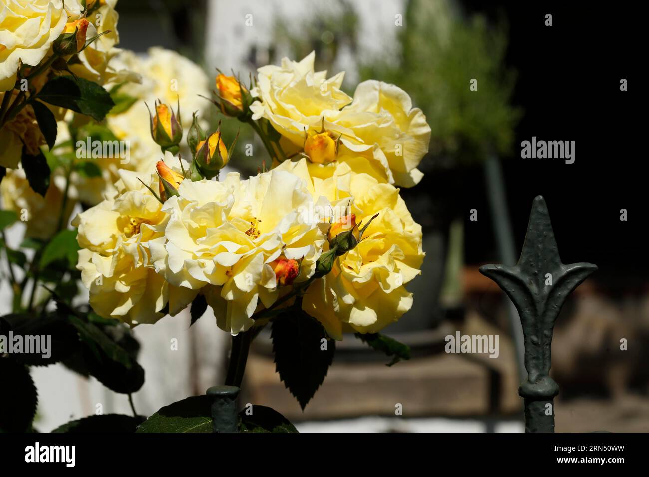 Yellow Rose, Germany Stock Photo - Alamy
