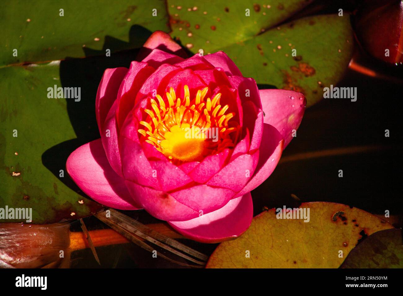 Pond red water lily hi-res stock photography and images - Alamy