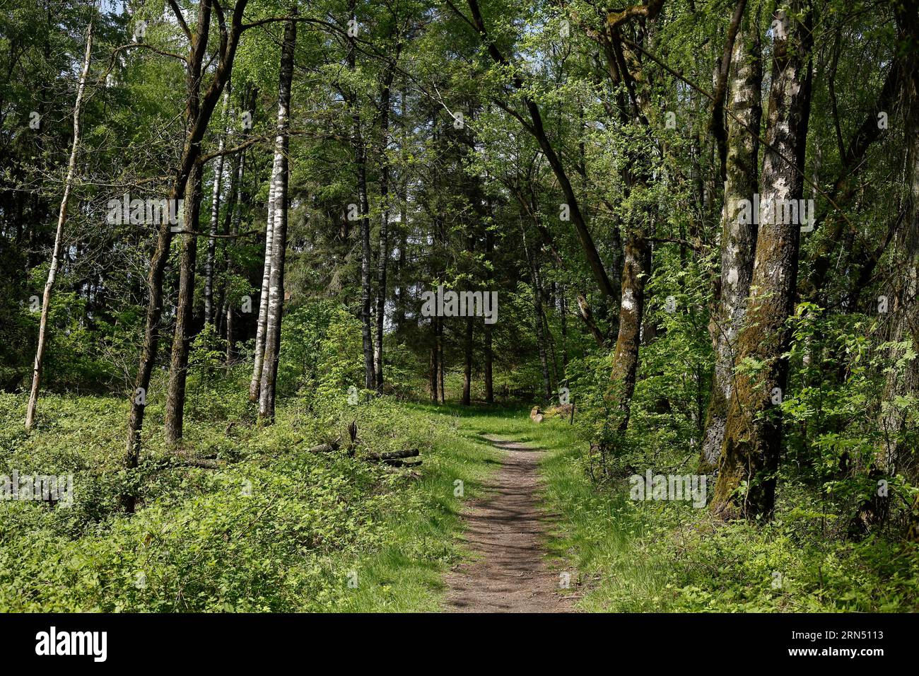 Forest path, deciduous forest, Dammer Berge, Damme, Lower Saxony ...