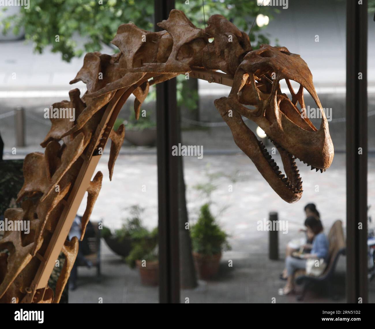 Photo taken on June 8, 2015 shows the reconstruction of a Turiasaurus ...