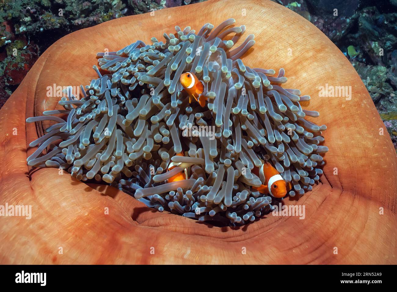 Three fish Specimens of ocellaris clownfish (Amphiprion ocellaris) hide ...