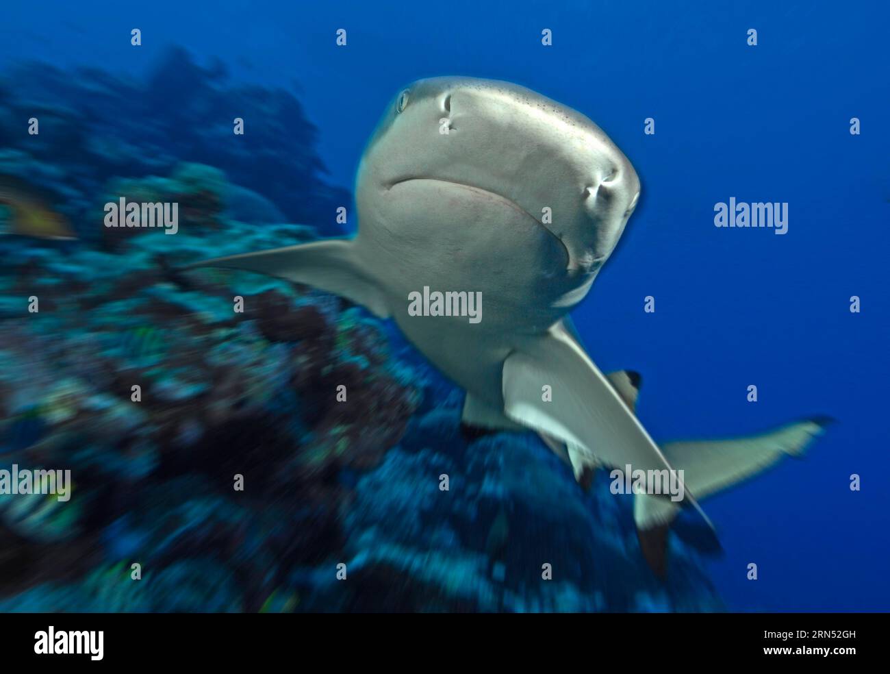 Dynamic photo of large grey reef shark (Carcharhinus amblyrhynchos ...