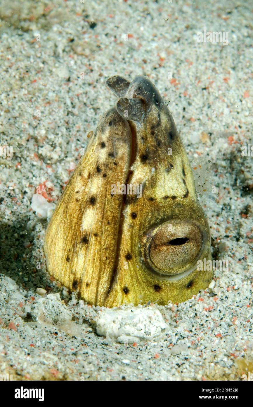 Blackfin snake eel (Ophichthus melanochir) Sand snake eel sticks its ...