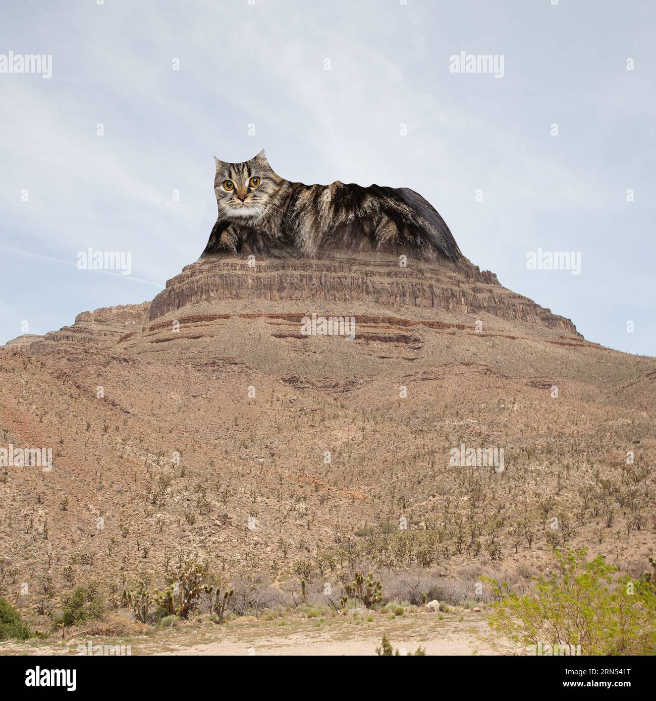 Funny cat in image of mountain over blue sky background. Travelling ...