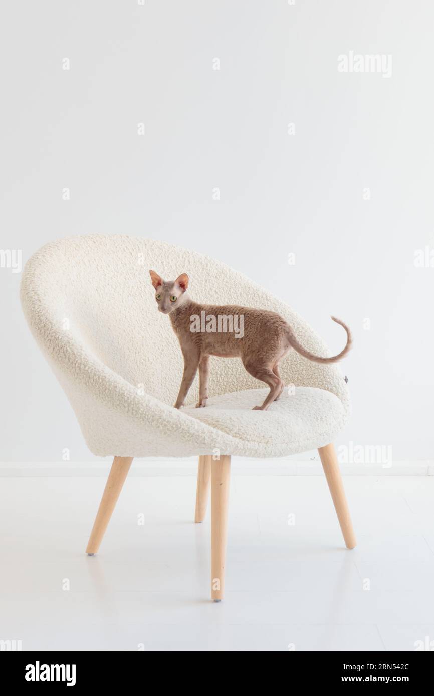 Cute cornish rex cat sitting in the cream chair on a white background ...