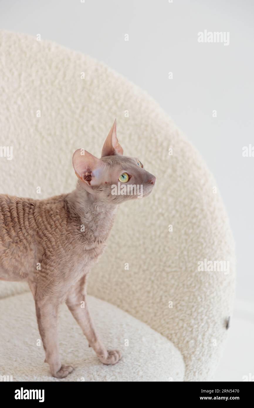 Cute cornish rex cat sitting in the cream chair on a white background ...
