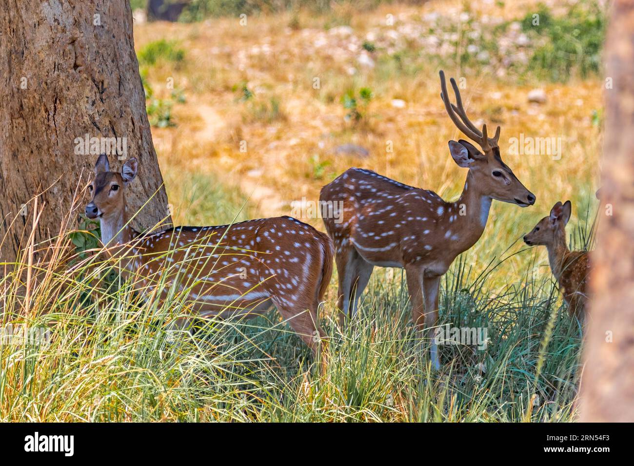 Family resting eating forest hi-res stock photography and images - Alamy
