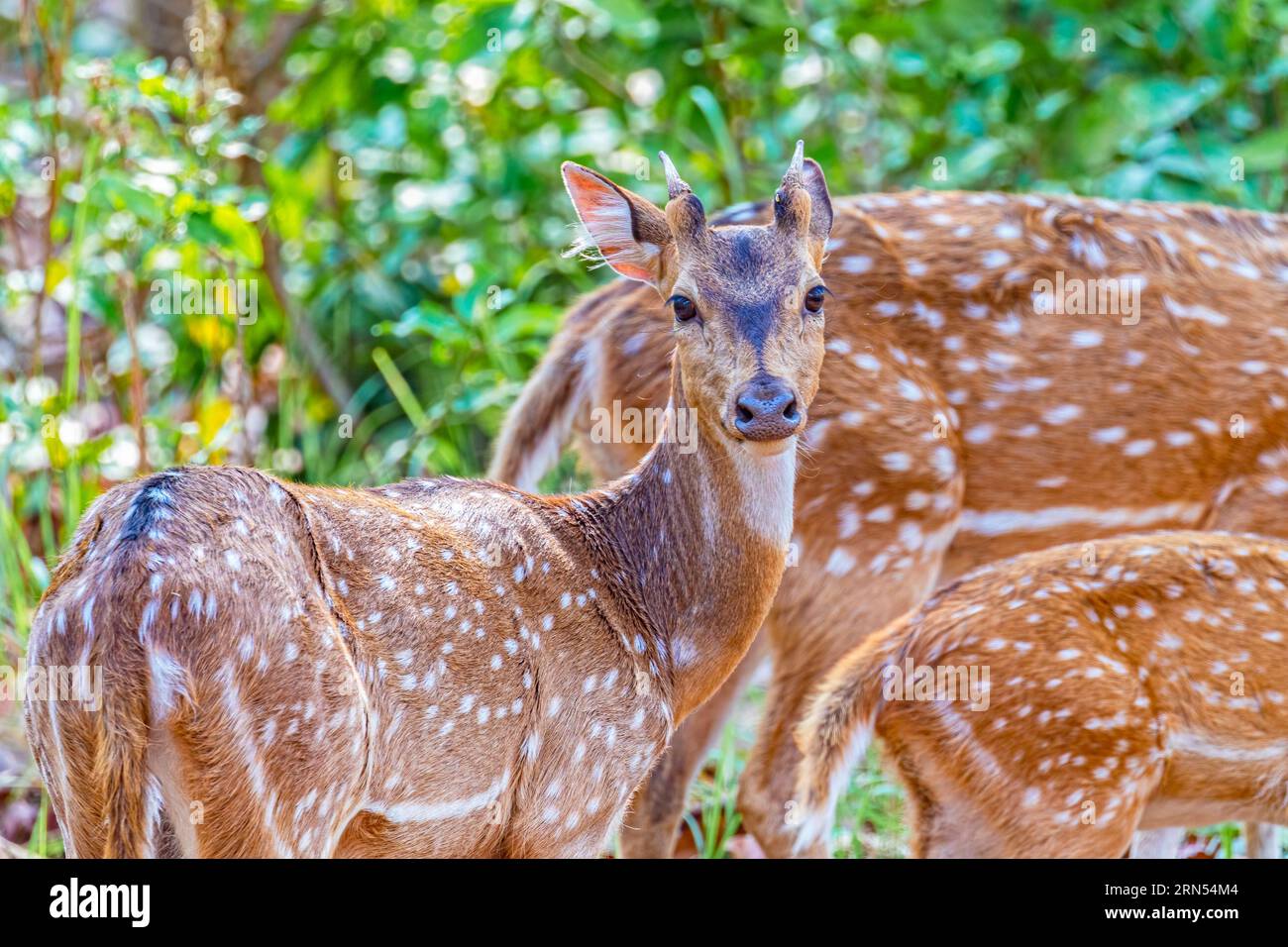 A Spotted Deer looking back Stock Photo - Alamy