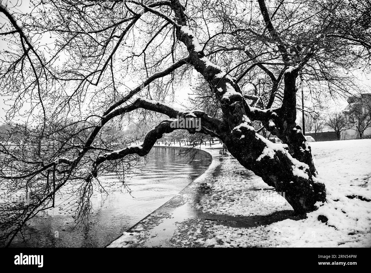 Cherry blossom tree in winter Black and White Stock Photos & Images - Alamy