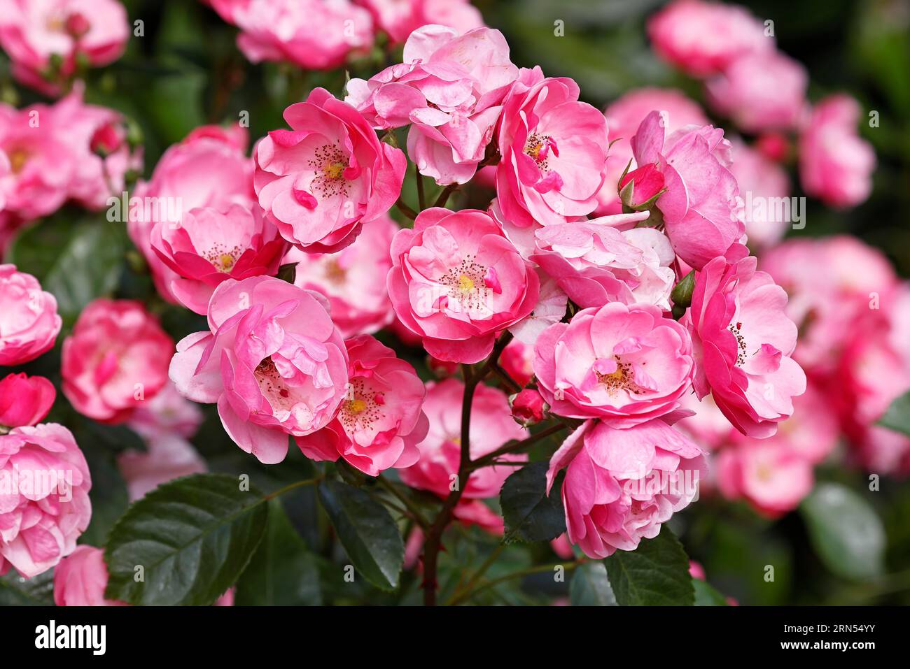 Angela rose hi-res stock photography and images - Alamy