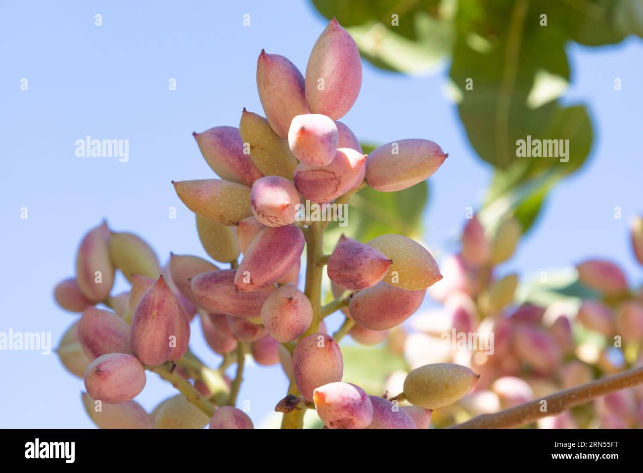 Fresh pistachio fruit on a tree branch, Pistacia vera Stock Photo - Alamy