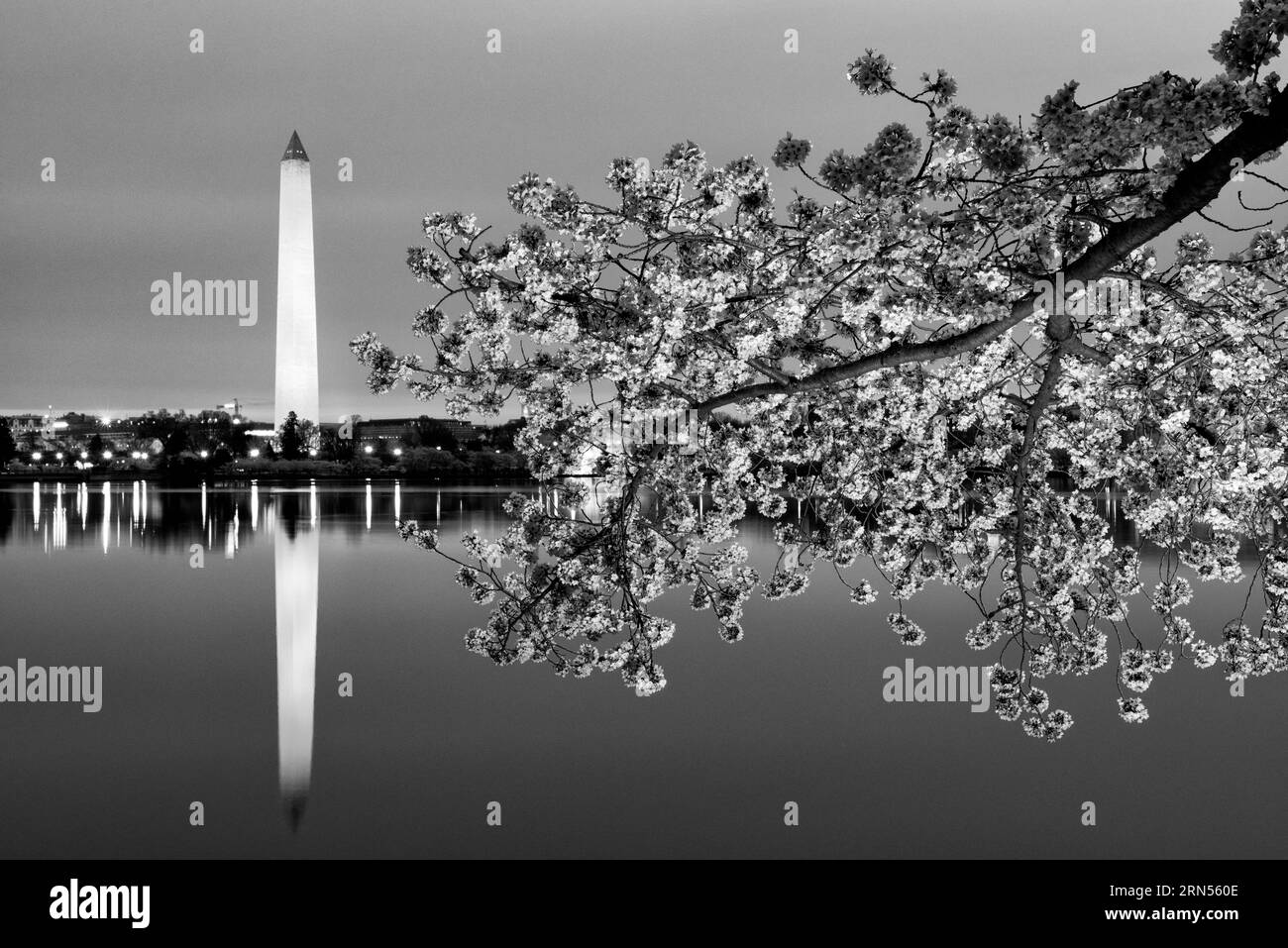 WASHINGTON DC, USA - Each spring, thousands of cherry trees around the ...