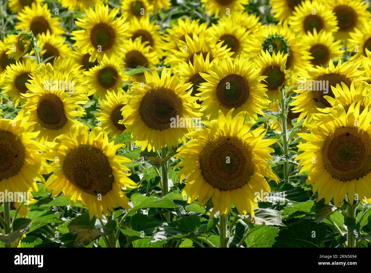 Sunflowers in a field near Kabile. Drazhevo, Jambol, Bulgaria ...