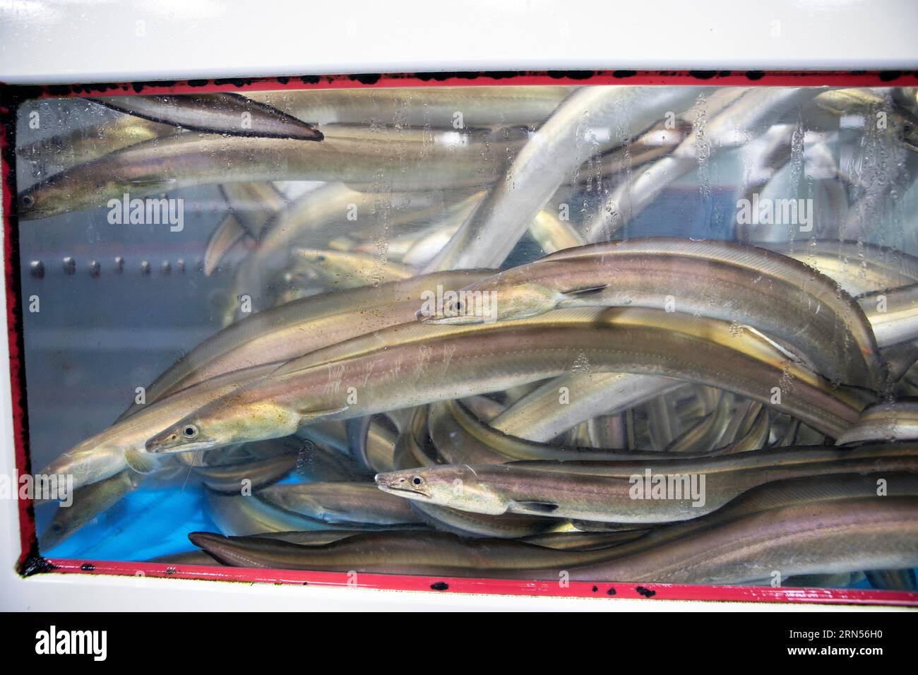 Yeosu fish hi-res stock photography and images - Alamy