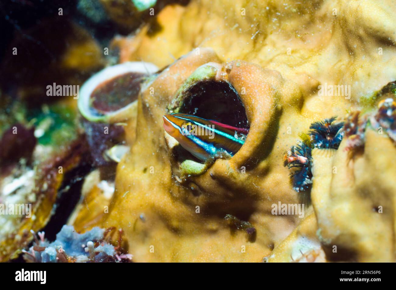 Bluestriped fang blennie (Plagiotremus rhinorhynchos) in empty ...