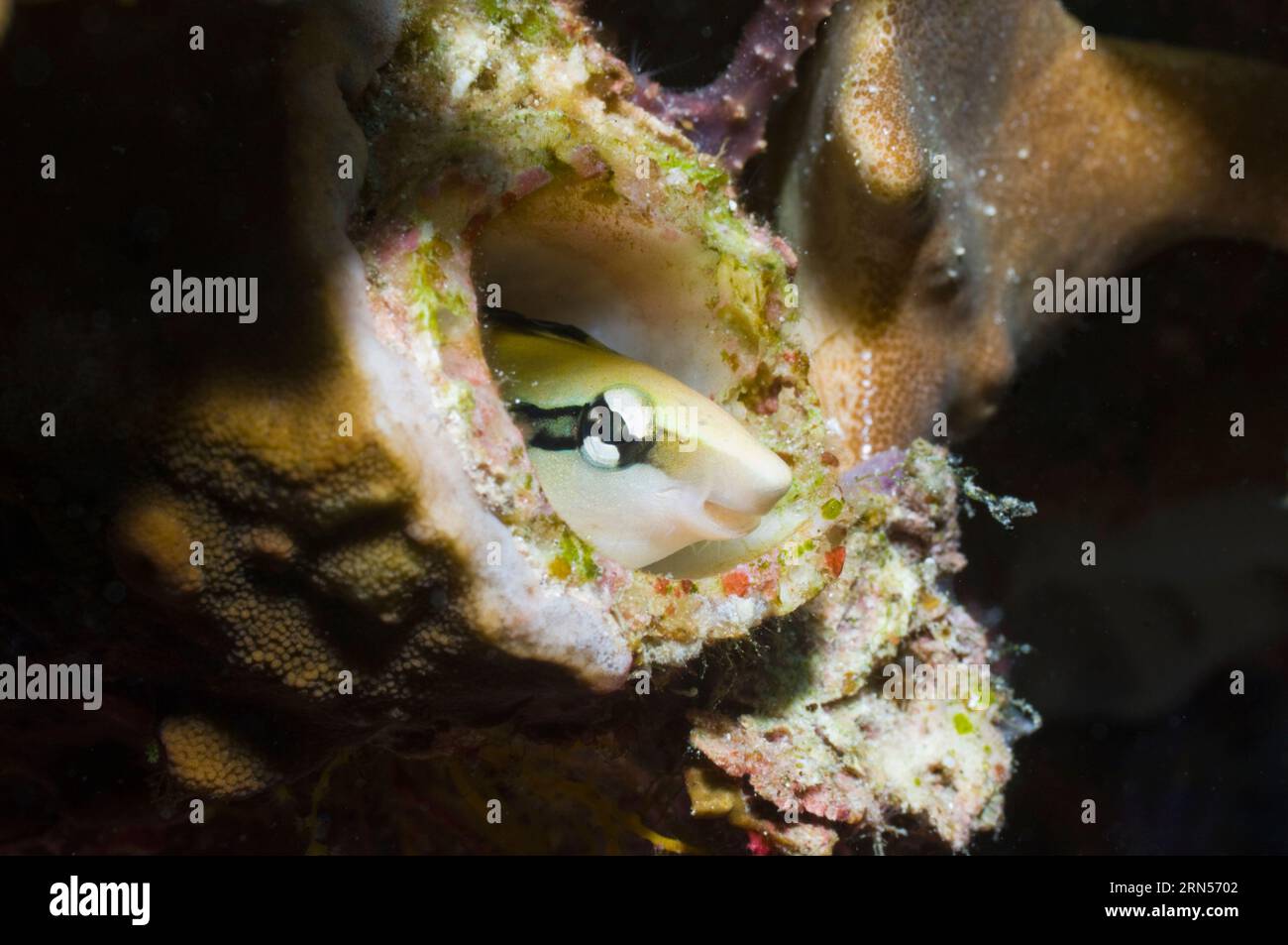 False cleanerfish (Aspidontus taeniatus) at rest in a worm hole. Raja ...