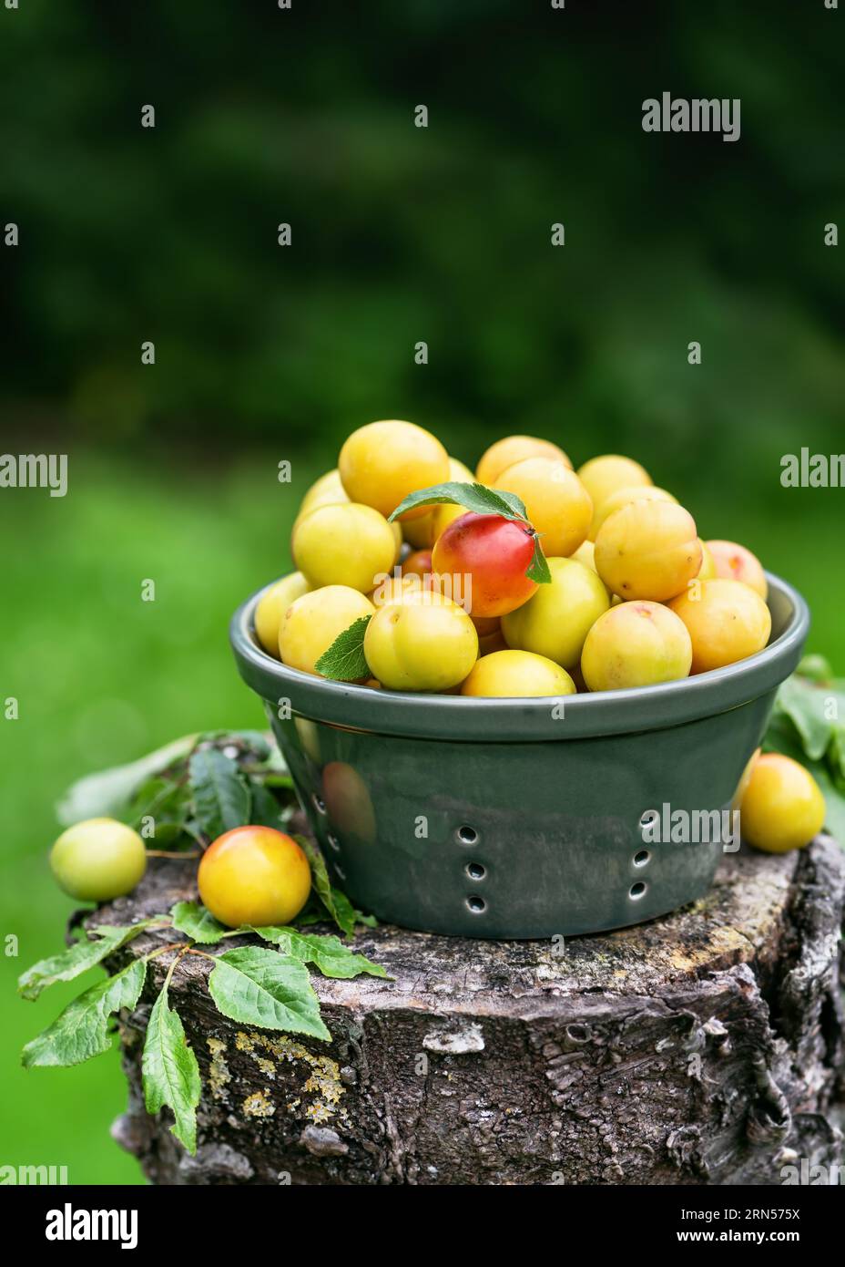 Freshly harvested organic mini yellow plums in a small ceramic sieve in ...