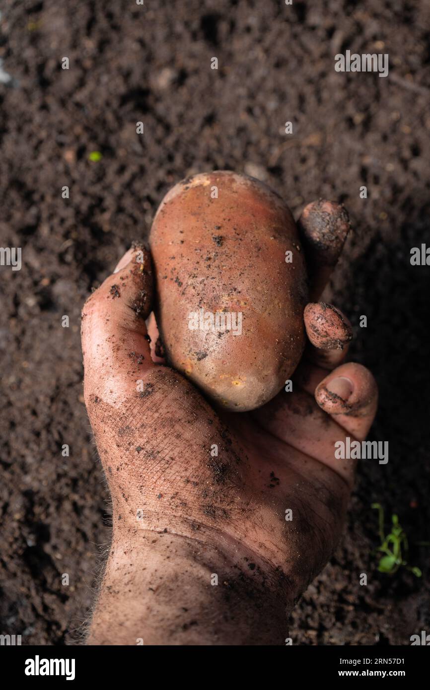 dirty hand holding a potato Stock Photo - Alamy