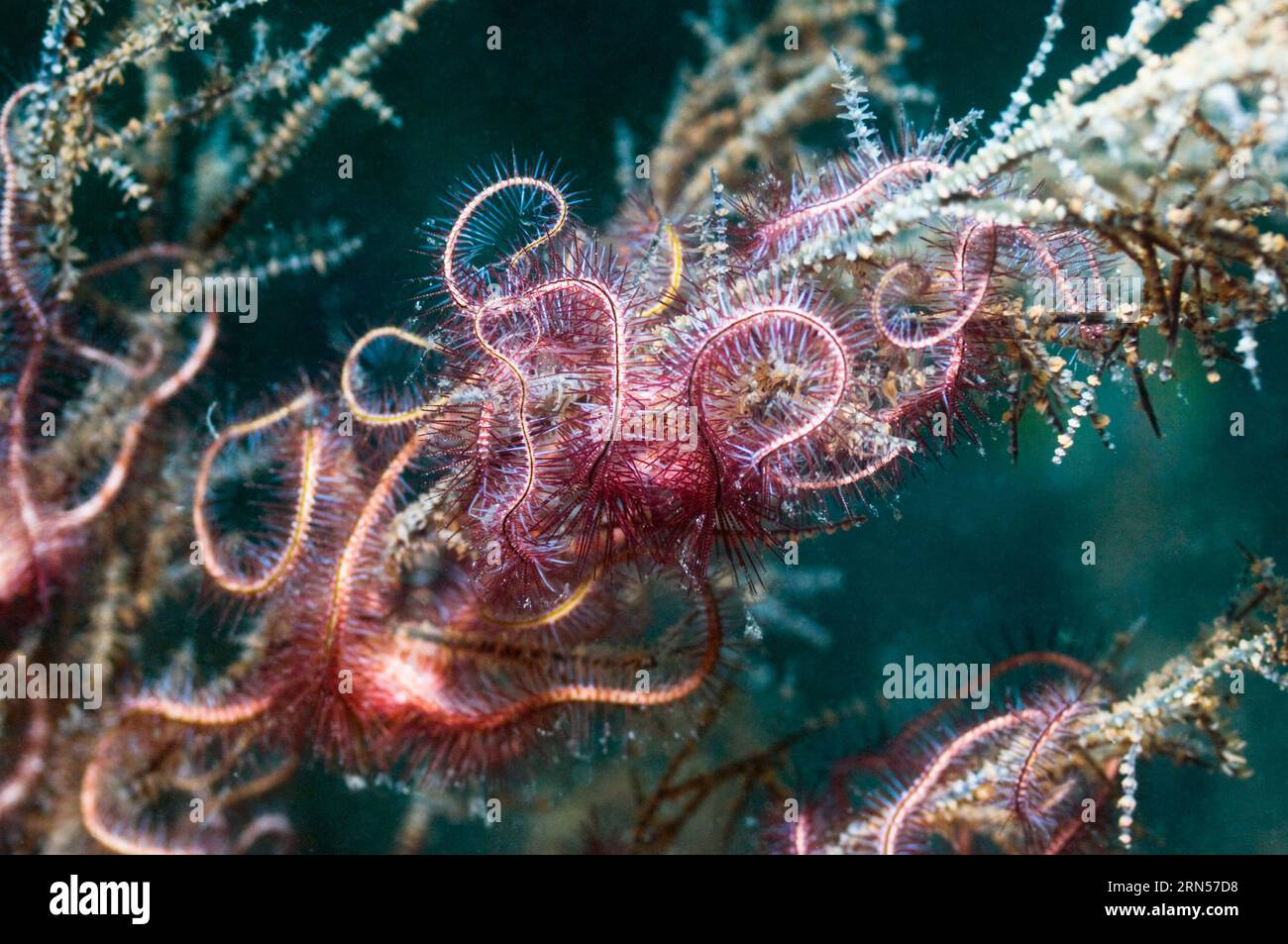 Brittlestar (Ophiothrix purpurea). Manado, North Sulawesi, Indonesia ...