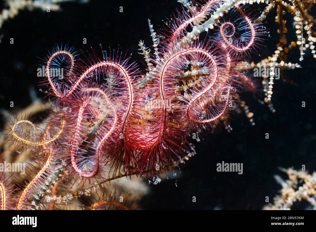 Brittlestar (Ophiothrix purpurea). Manado, North Sulawesi, Indonesia ...