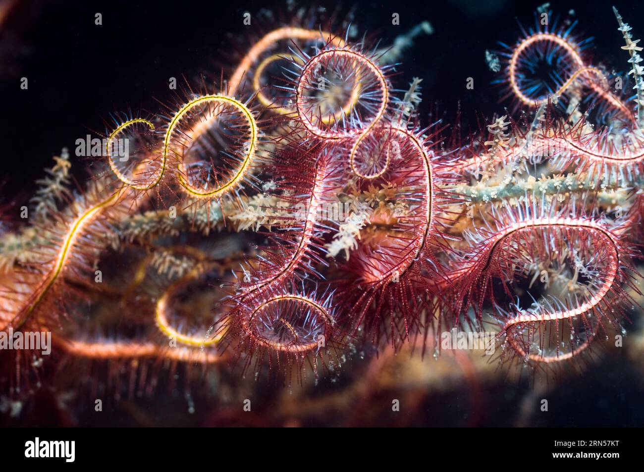 Brittlestar (Ophiothrix purpurea). Manado, North Sulawesi, Indonesia ...