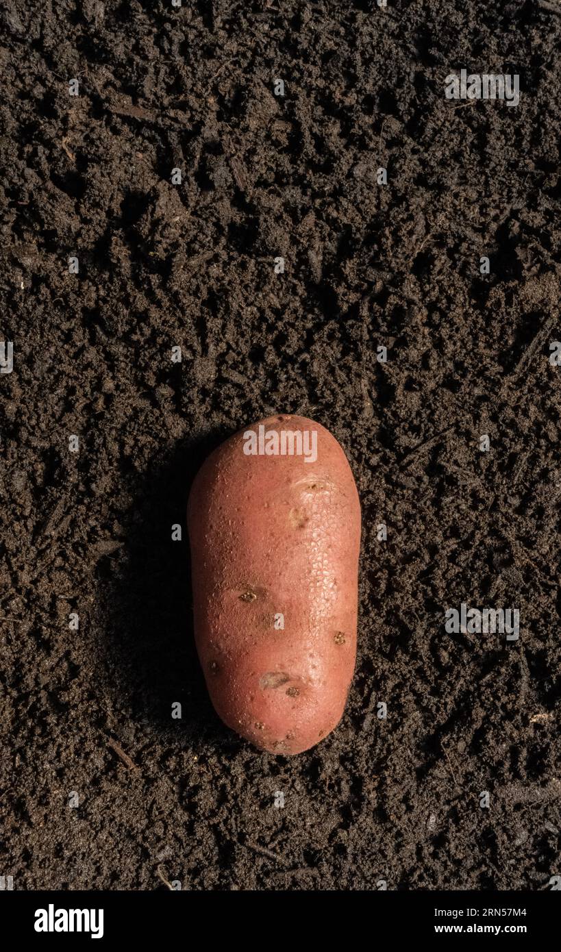 vertical potato on dirt floor with space in the upper area Stock Photo ...
