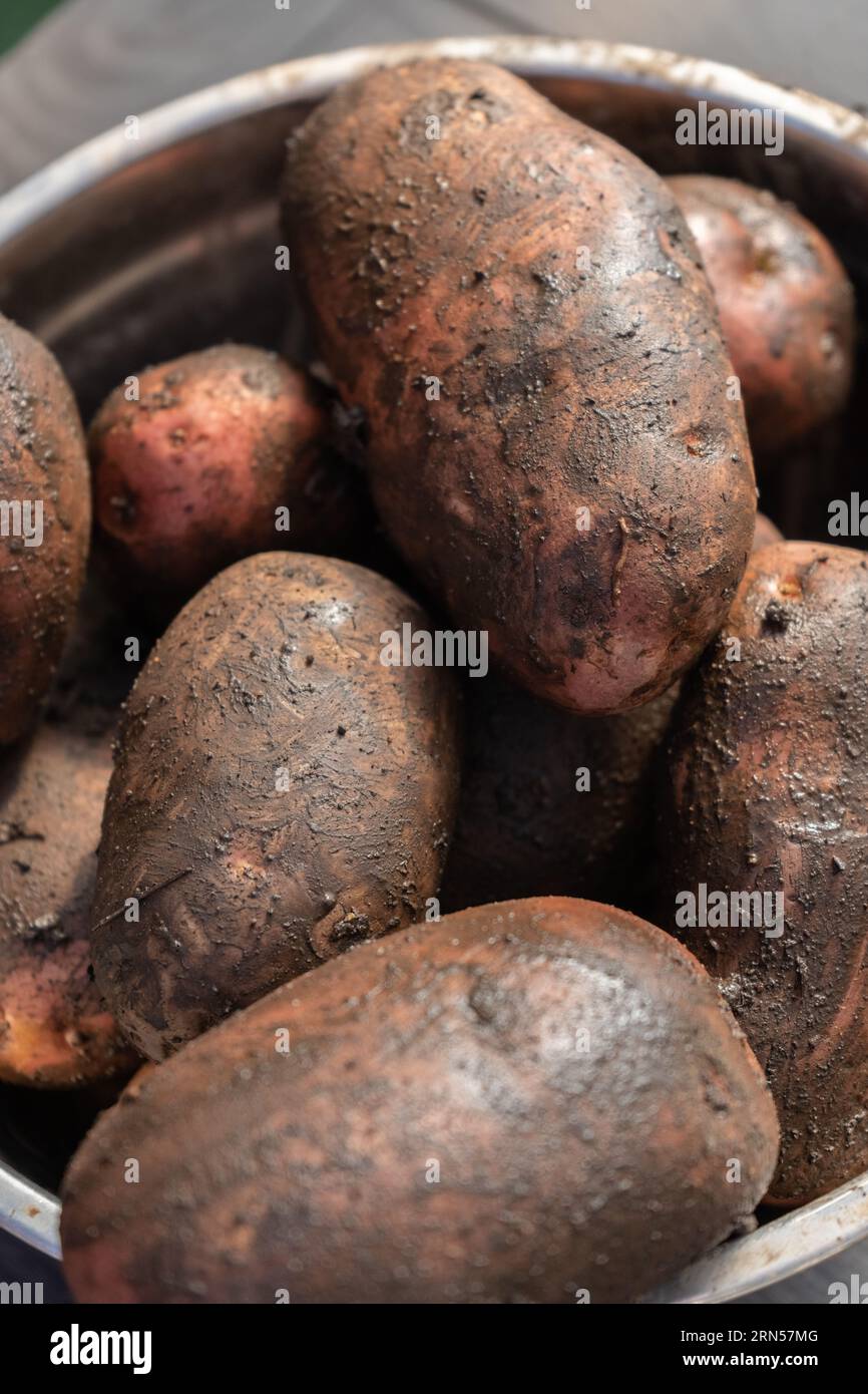 Container harvest potatoes hi-res stock photography and images - Alamy