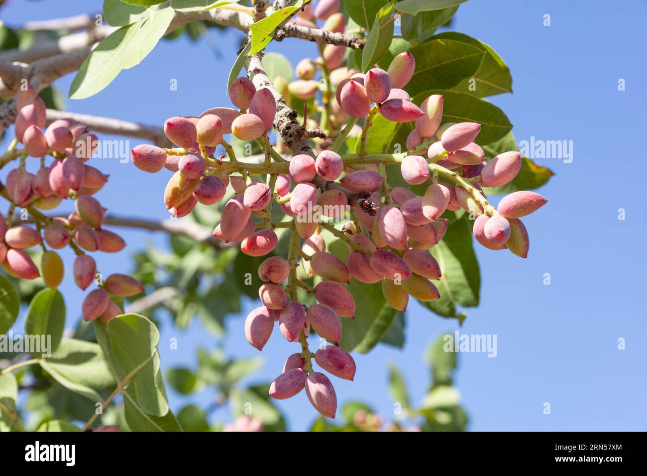 Pistachio nut tree hi-res stock photography and images - Alamy
