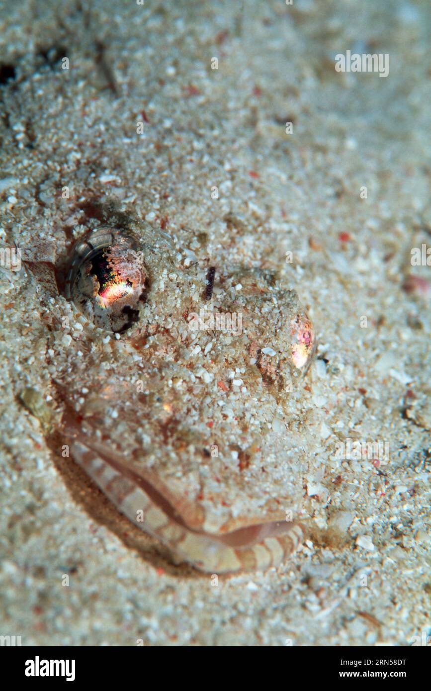 Flathead buried in sand. Mabul, Malaysia, Indo-Pacific. (Identification ...