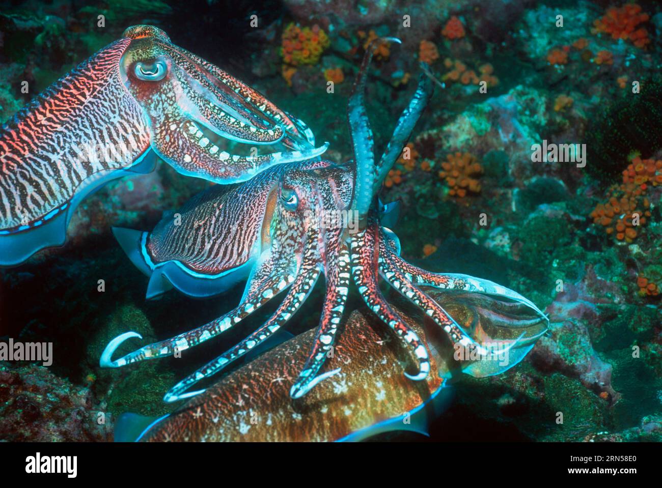 Pharaoh cuttlefish (Sepia pharaonis), male guarding egg laying female ...