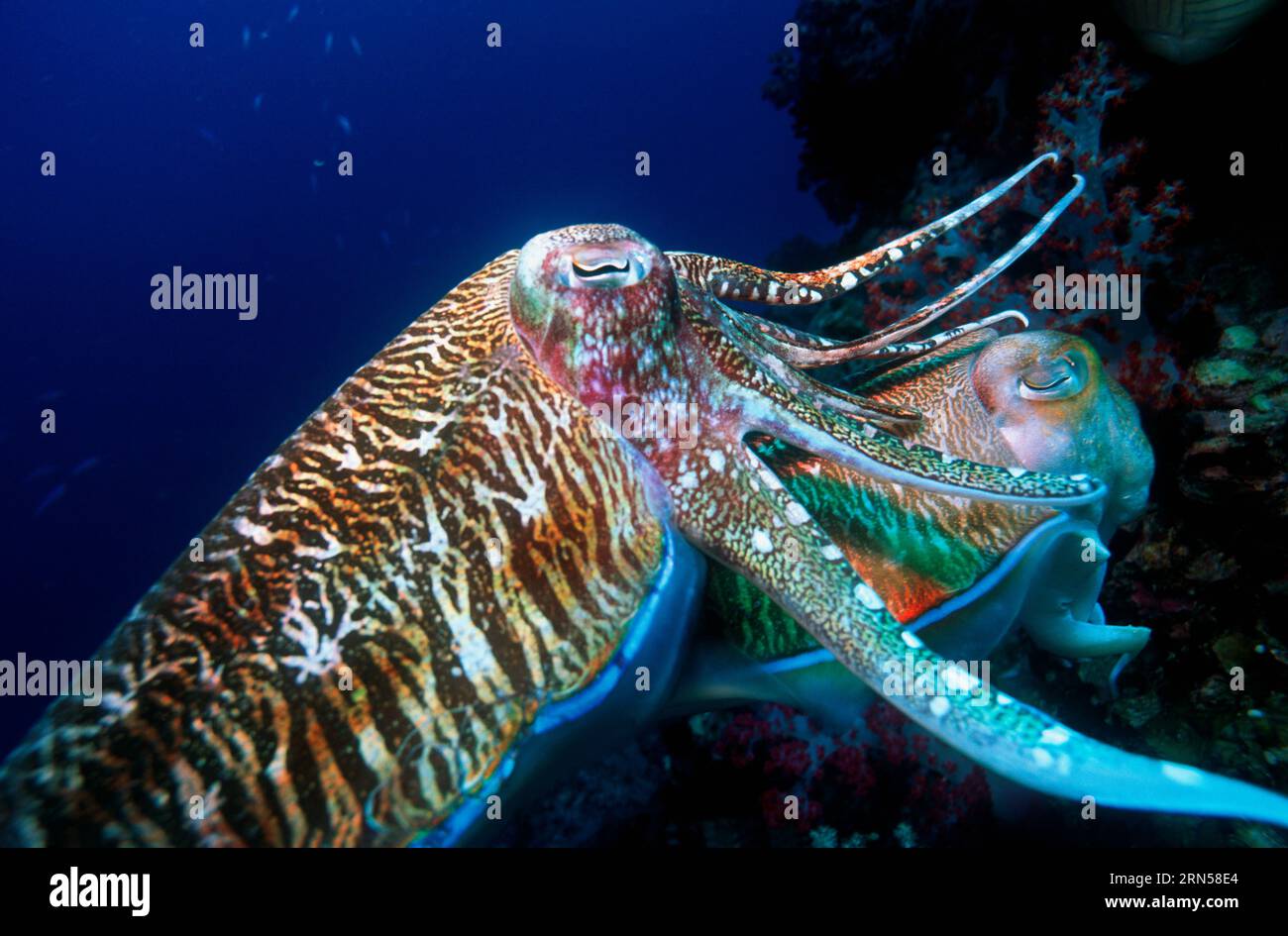 Pharao cuttlefish (Sepia pharaonis) mate-guarding male with egg-laying ...